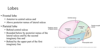 Cerebrum | PDF