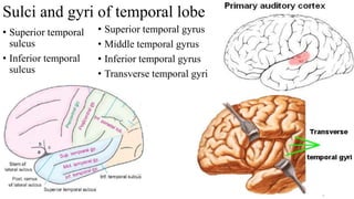 Cerebrum | PDF