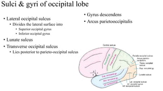 Cerebrum | PDF