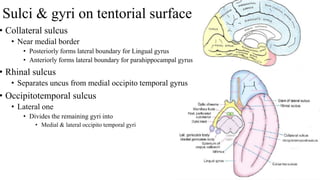Cerebrum | PDF