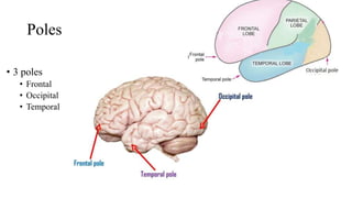 Cerebrum | PDF