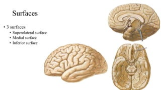 Cerebrum | PDF