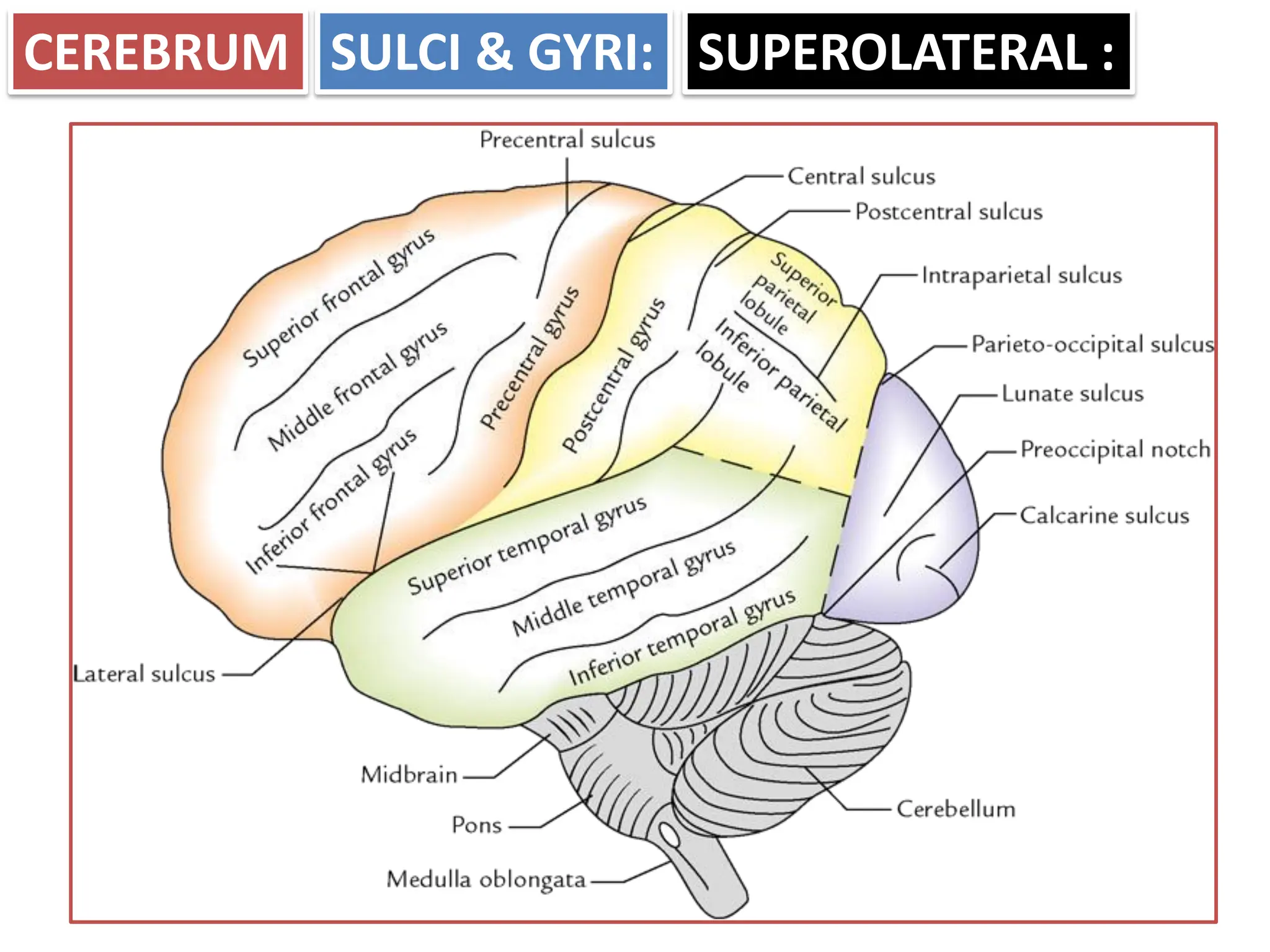 Cerebrum and sulcus and gyri and their functional areas | PDF