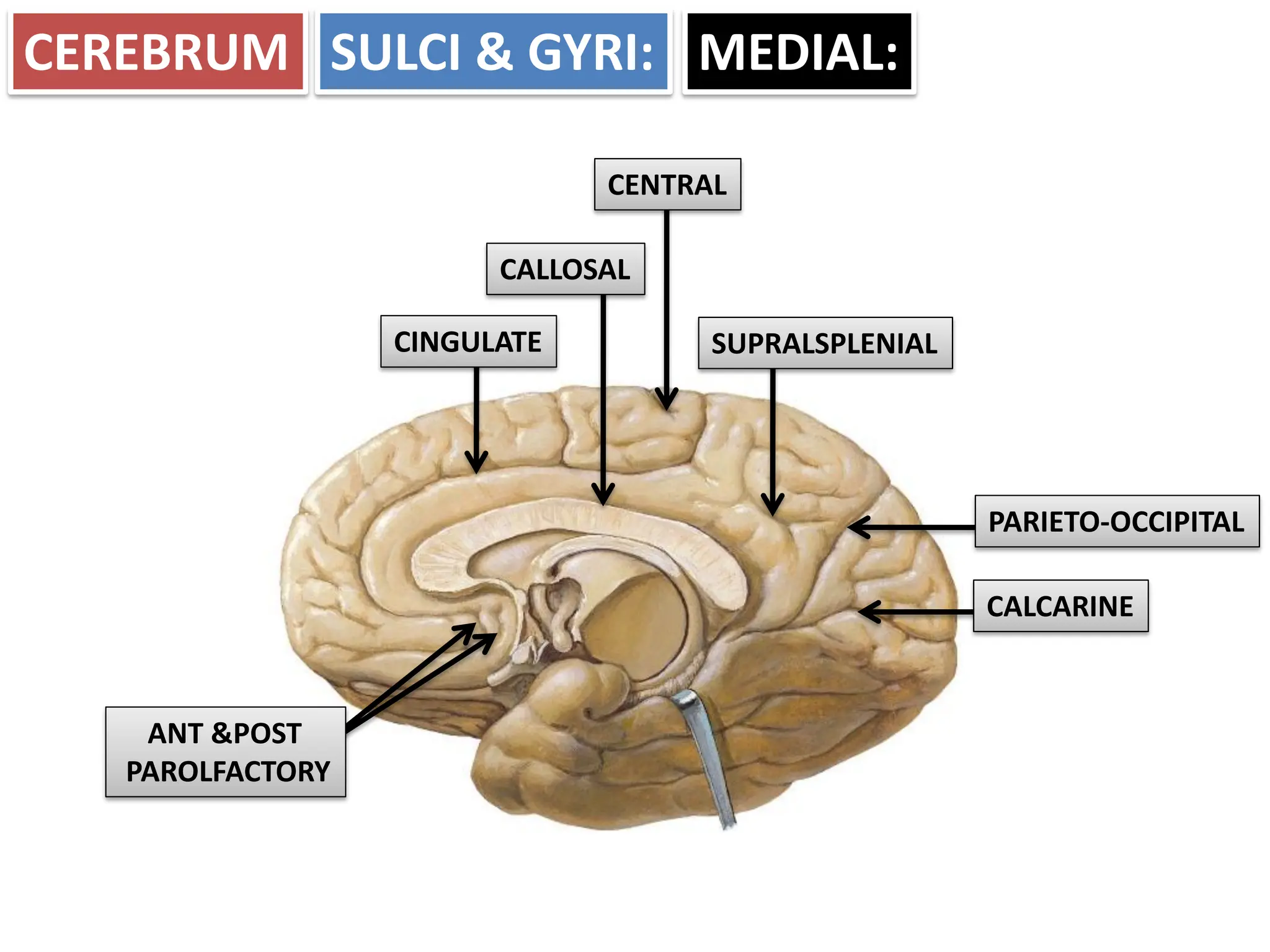 Cerebrum and sulcus and gyri and their functional areas | PDF