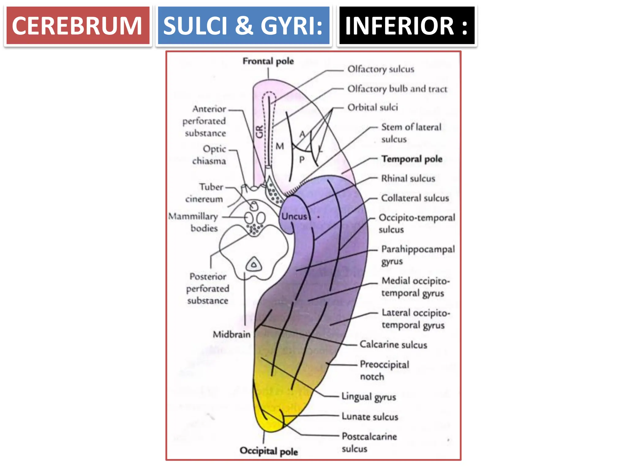 Cerebrum and sulcus and gyri and their functional areas | PDF