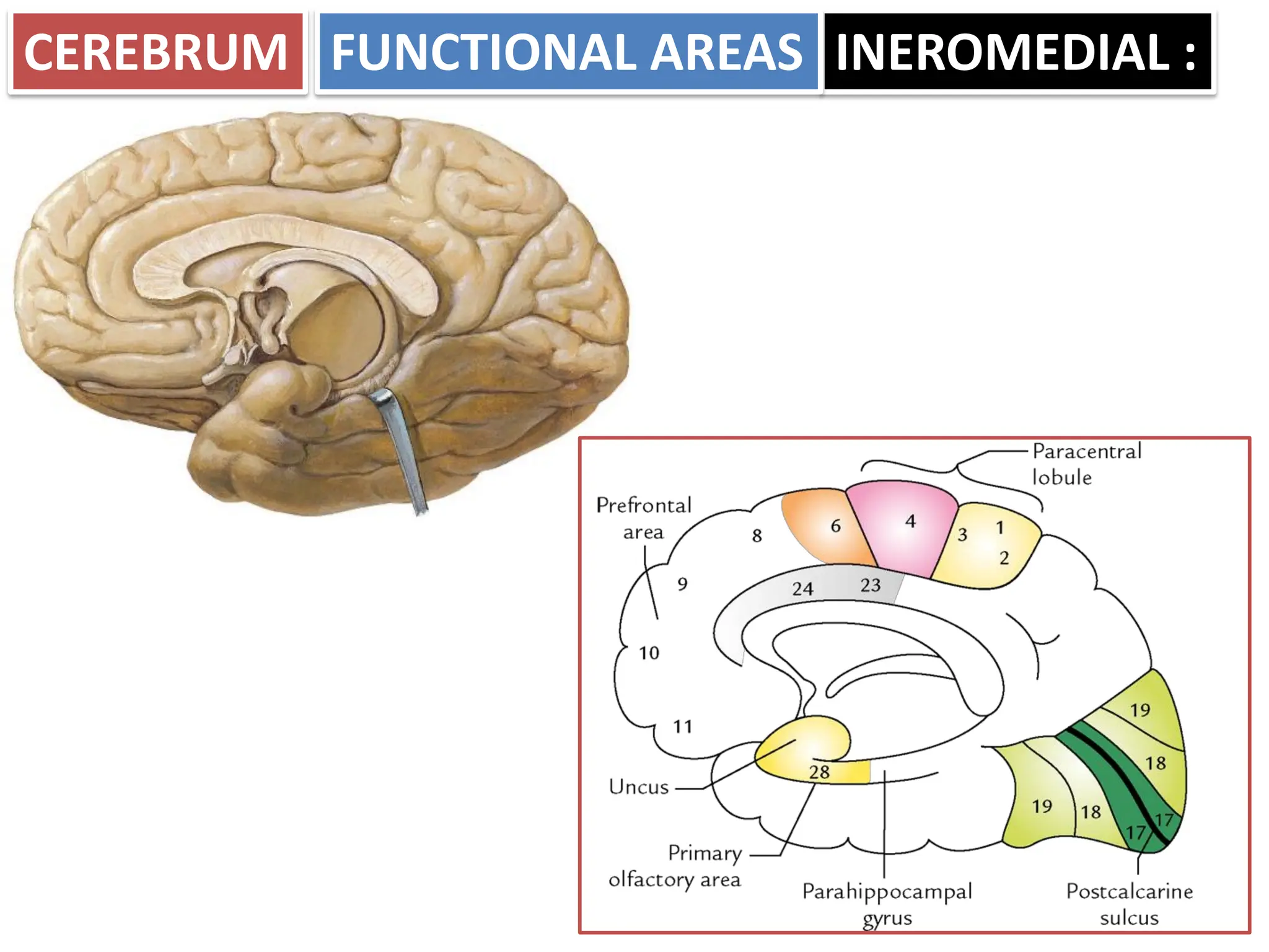 Cerebrum and sulcus and gyri and their functional areas | PDF