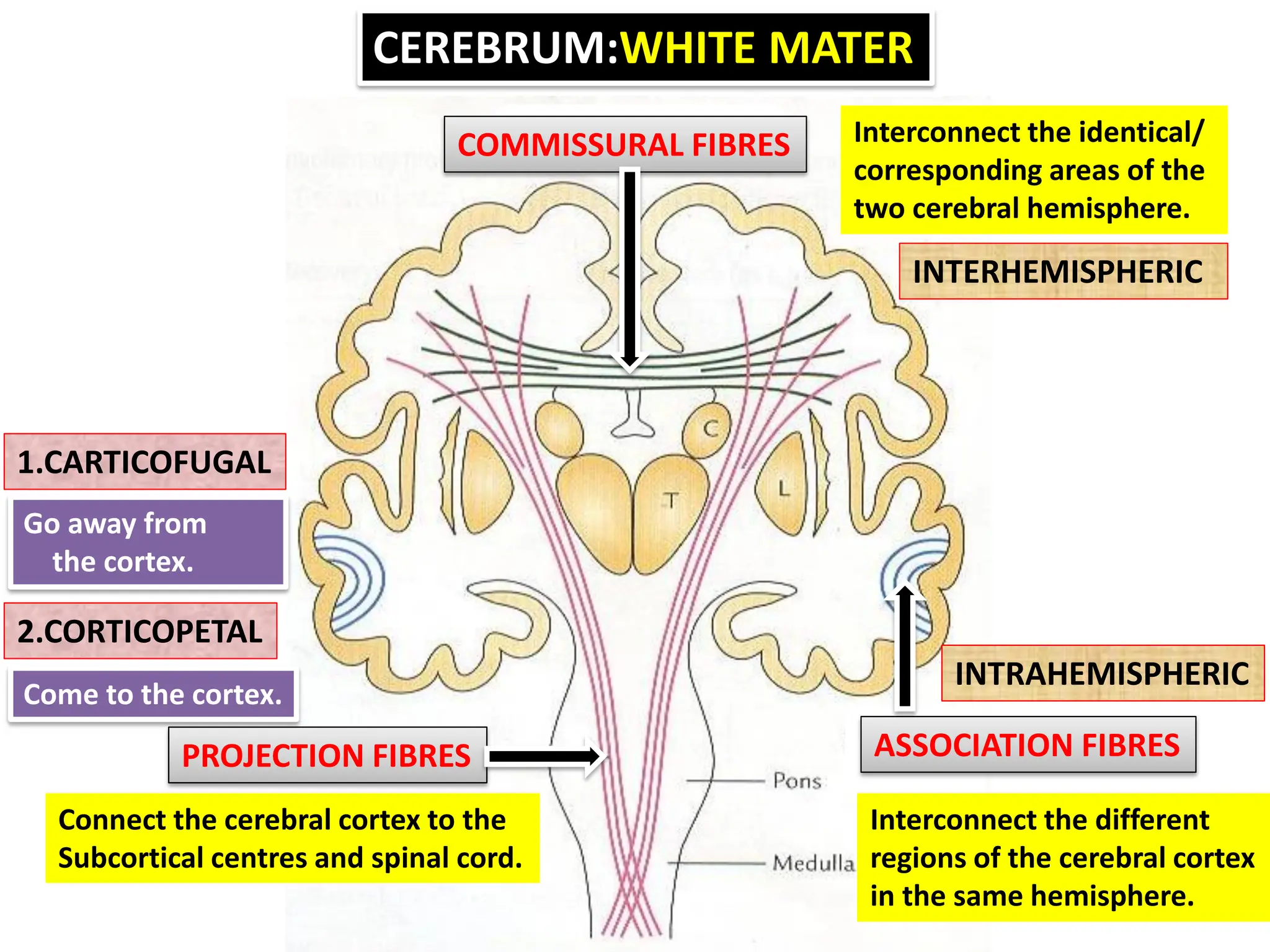 Cerebrum and sulcus and gyri and their functional areas | PDF