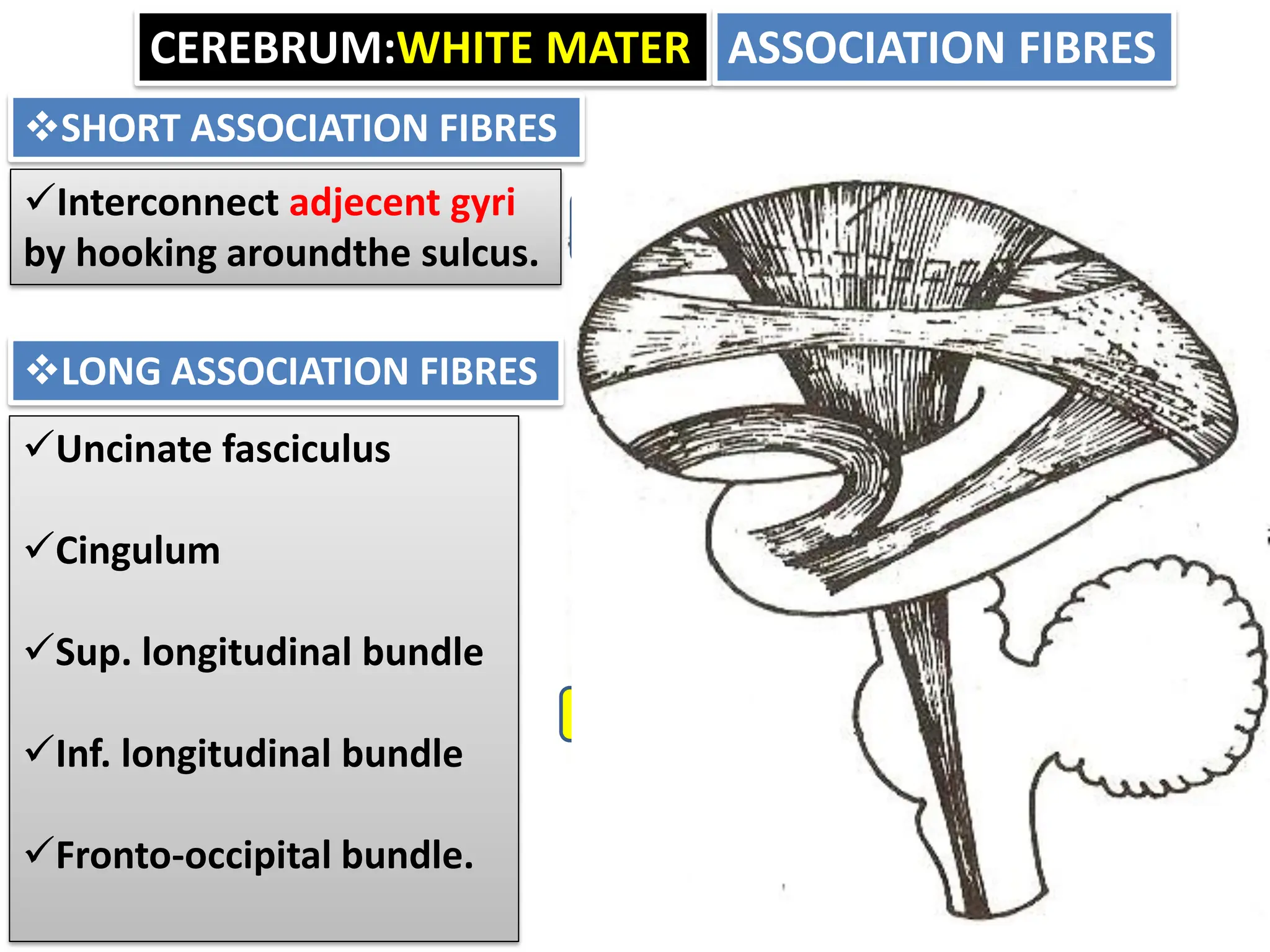 Cerebrum and sulcus and gyri and their functional areas | PDF