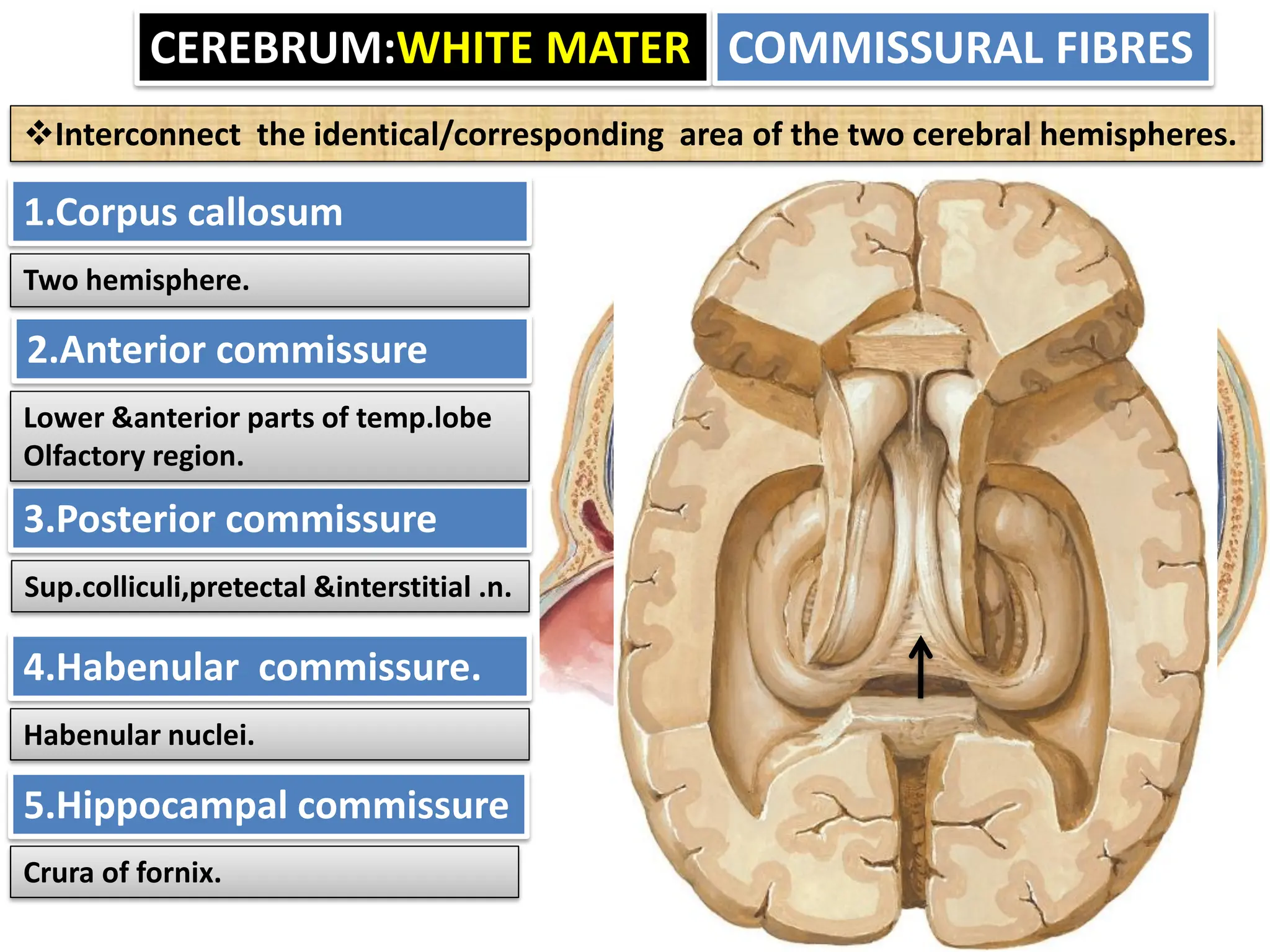 Cerebrum and sulcus and gyri and their functional areas | PDF