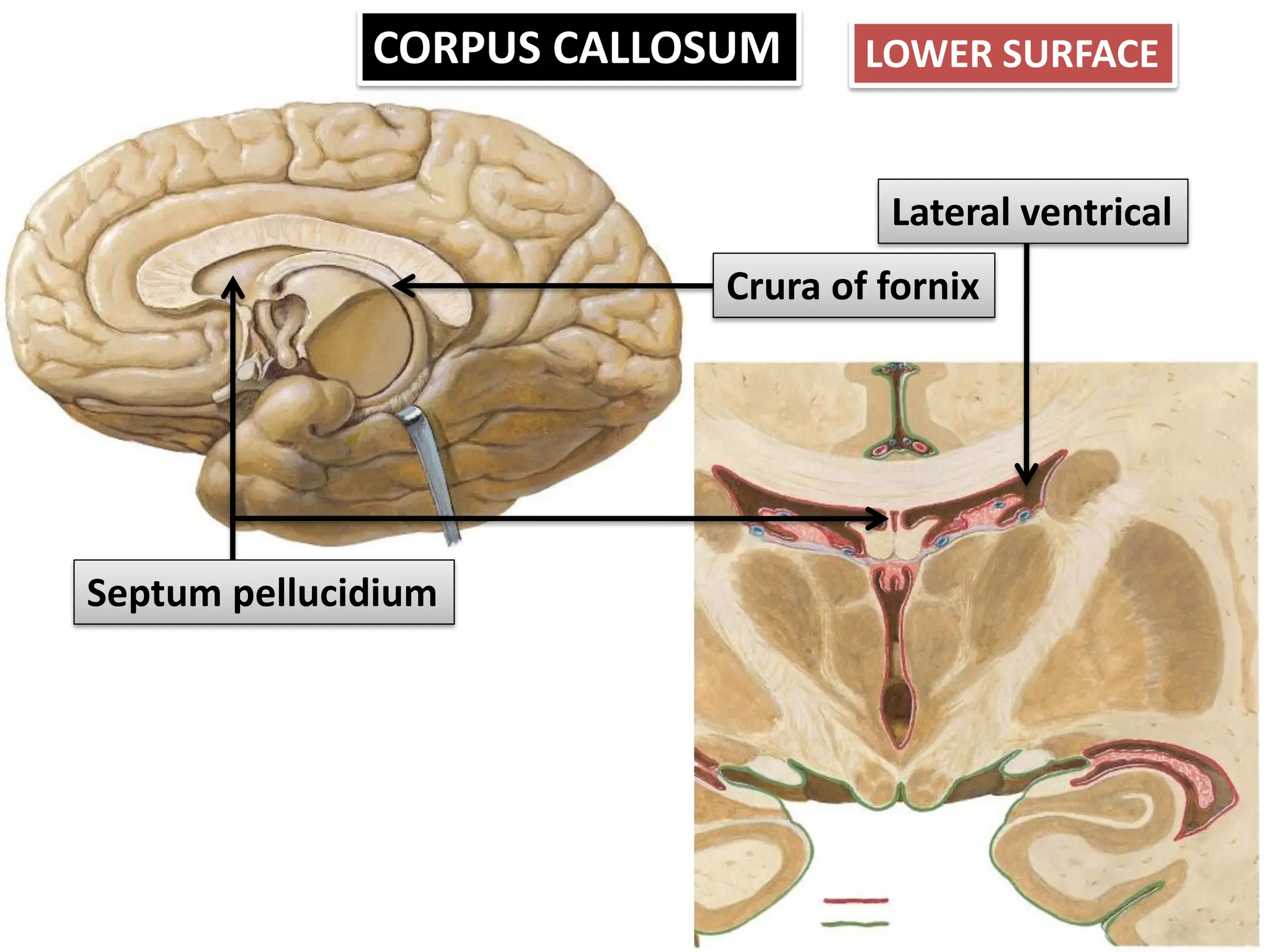 Cerebrum and sulcus and gyri and their functional areas | PDF