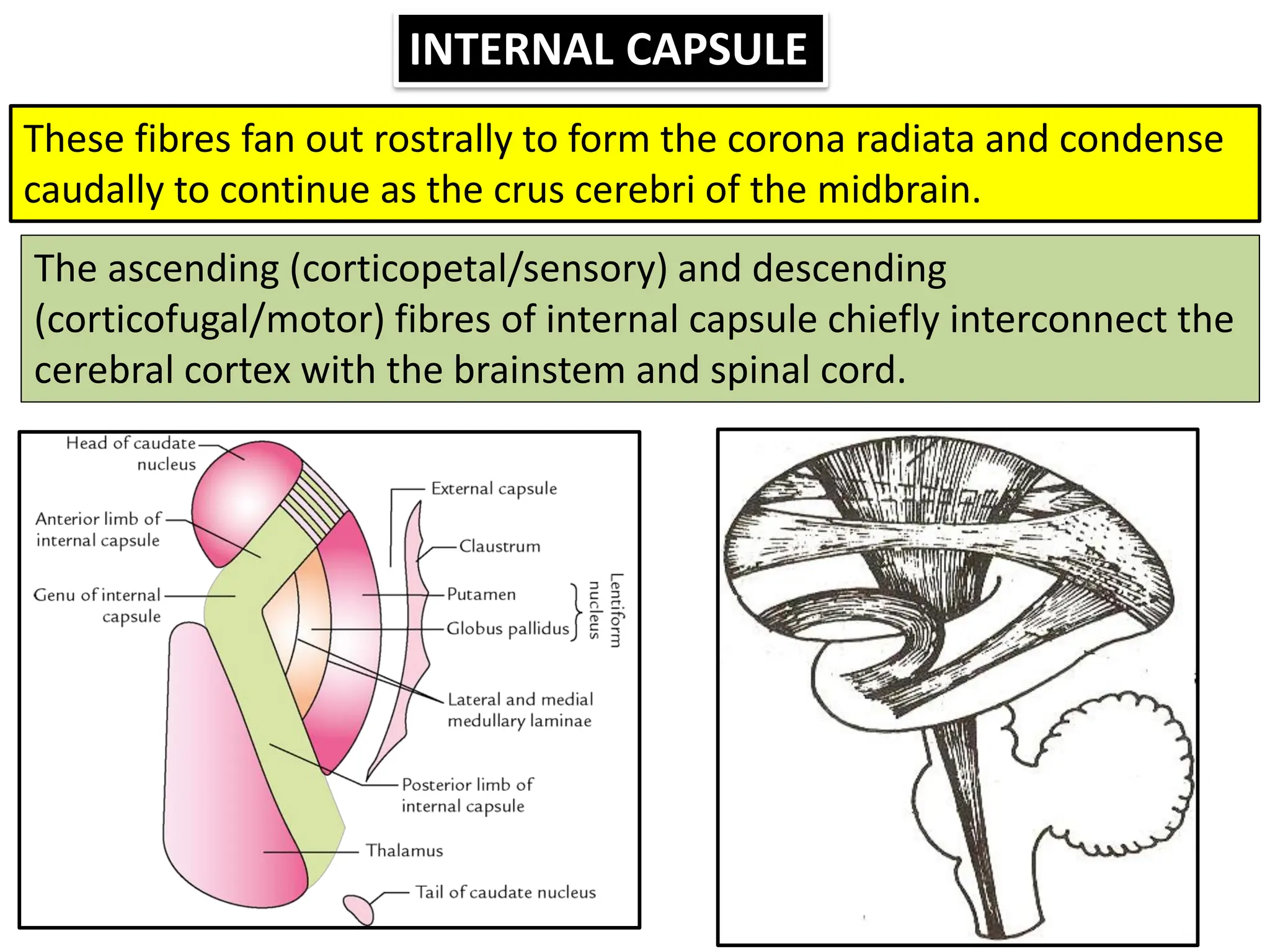 Cerebrum and sulcus and gyri and their functional areas | PDF