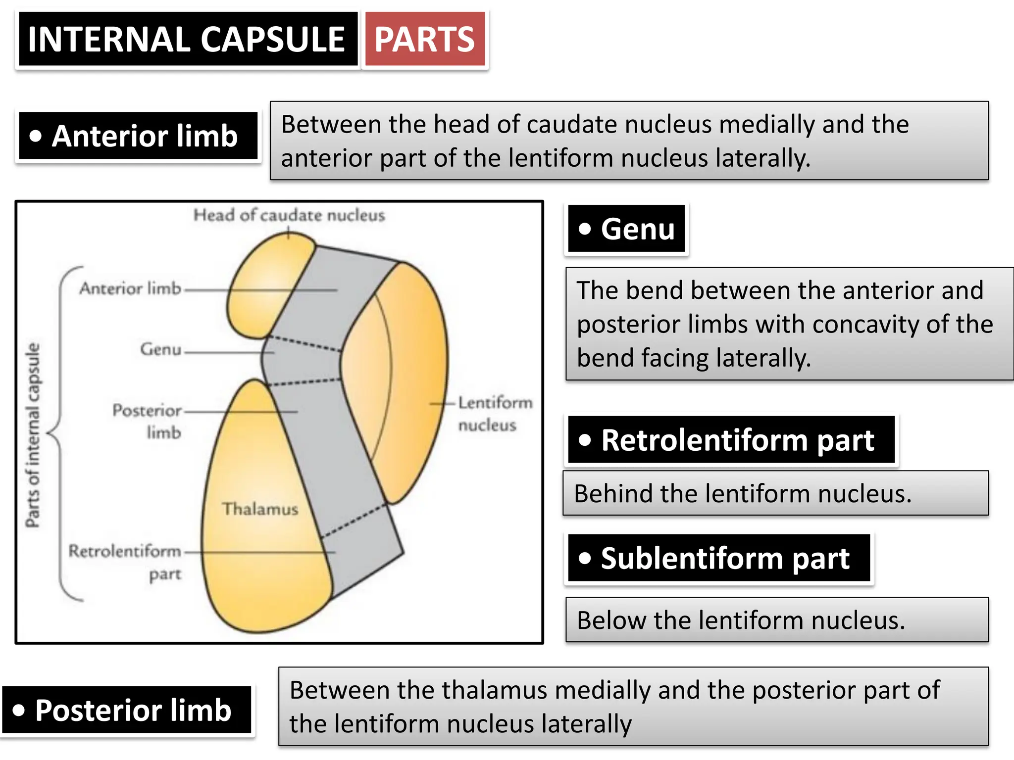 Cerebrum and sulcus and gyri and their functional areas | PDF