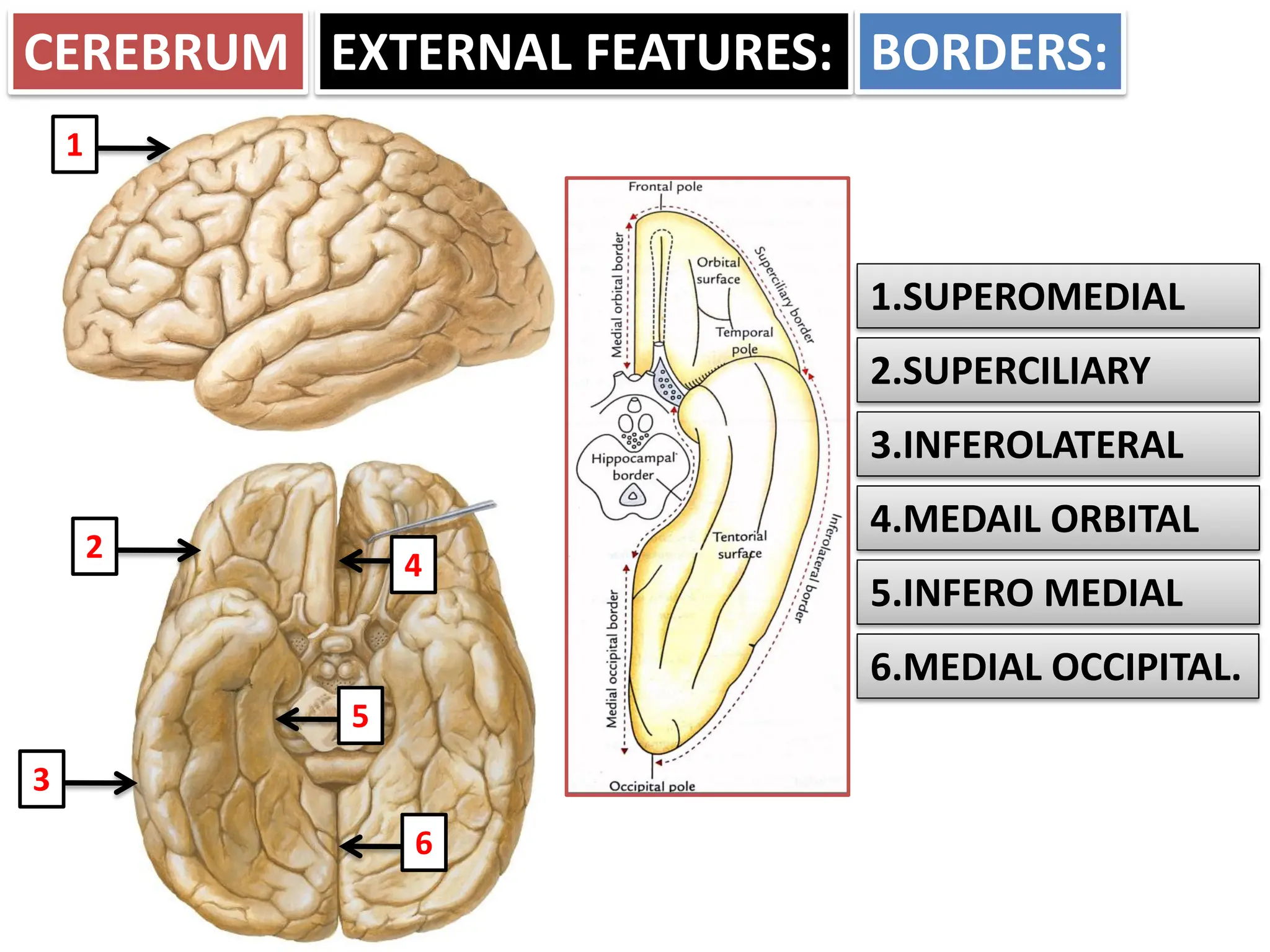 Cerebrum and sulcus and gyri and their functional areas | PDF