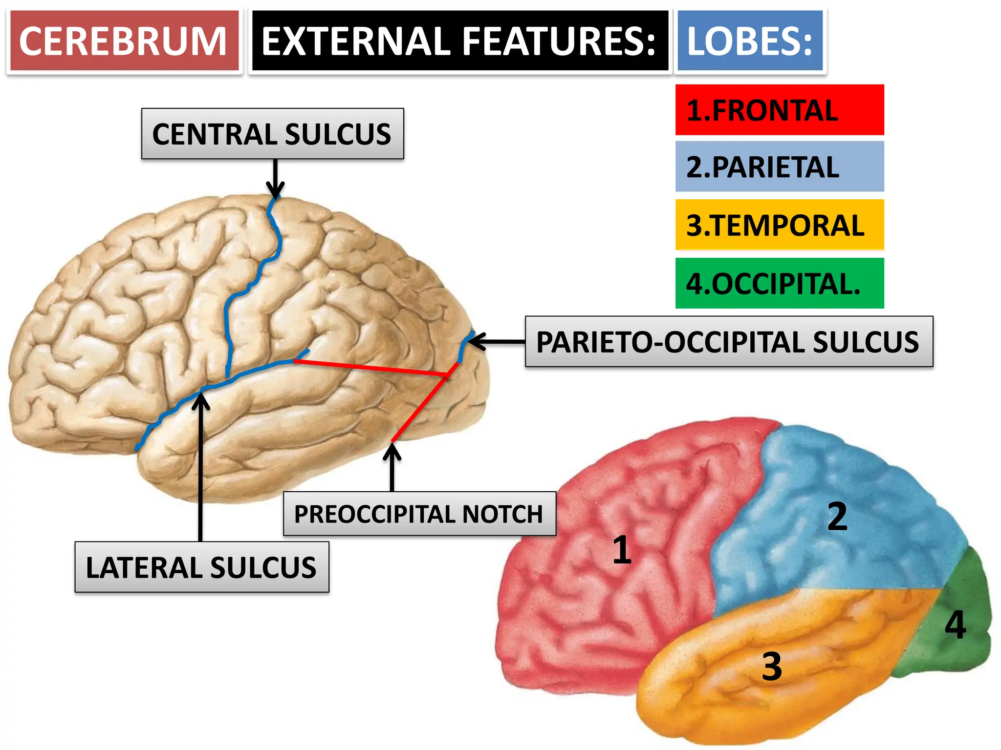 Cerebrum and sulcus and gyri and their functional areas | PDF