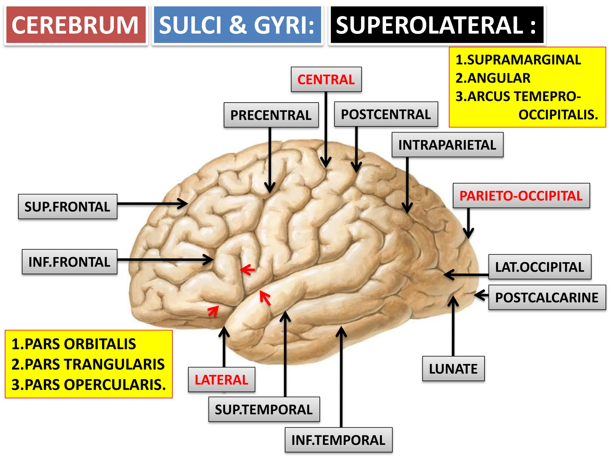 Cerebrum and sulcus and gyri and their functional areas | PDF