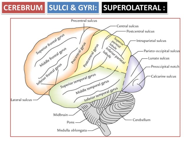 Cerebrum and sulcus and gyri and their functional areas | PDF
