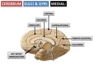 Cerebrum and sulcus and gyri and their functional areas | PDF