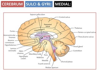 Cerebrum and sulcus and gyri and their functional areas | PDF