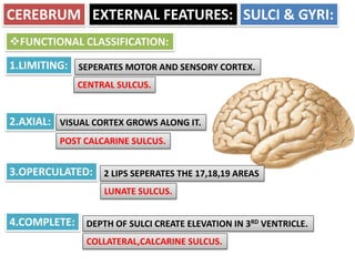 Cerebrum and sulcus and gyri and their functional areas | PDF