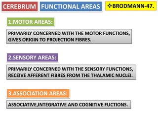 Cerebrum and sulcus and gyri and their functional areas | PDF