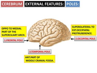Cerebrum and sulcus and gyri and their functional areas | PDF