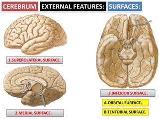 Cerebrum and sulcus and gyri and their functional areas | PDF