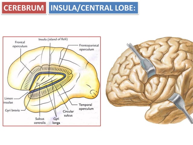 Cerebrum and sulcus and gyri and their functional areas | PDF