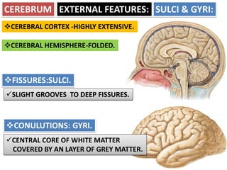 Cerebrum and sulcus and gyri and their functional areas | PDF