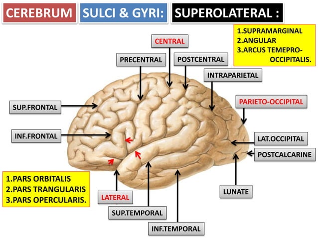 Cerebrum and sulcus and gyri and their functional areas | PDF