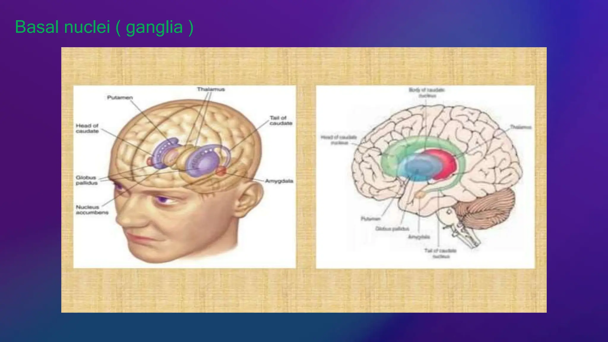 cerebrum ,corpus callosum, basal nuclei .pptx