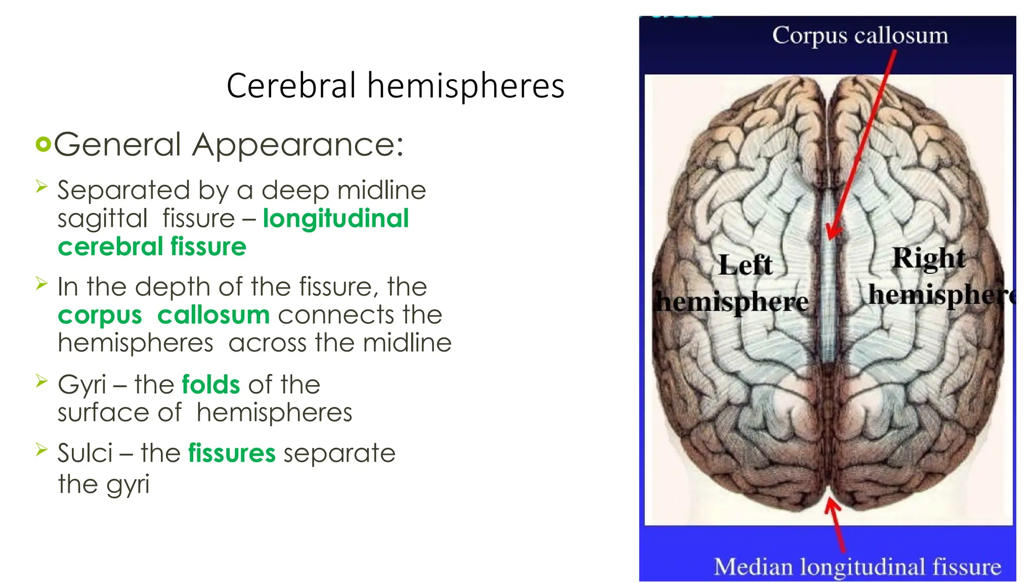 anatomy of cerebrum ( external features) .pptx