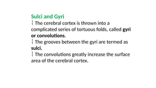 anatomy of cerebrum ( external features) .pptx