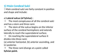 anatomy of cerebrum ( external features) .pptx