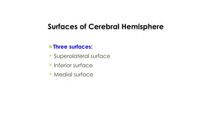 anatomy of cerebrum ( external features) .pptx