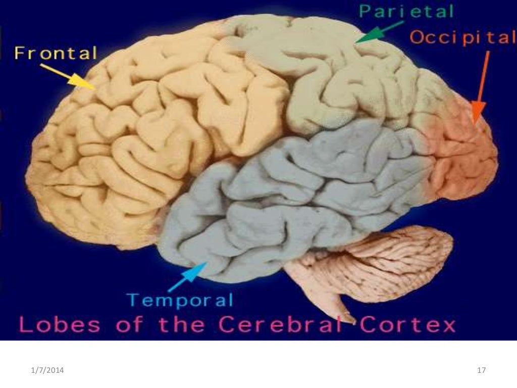 Cerebrum i