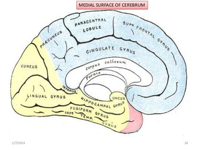 Cerebrum i
