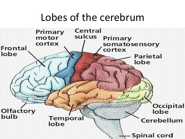 Cerebrum i