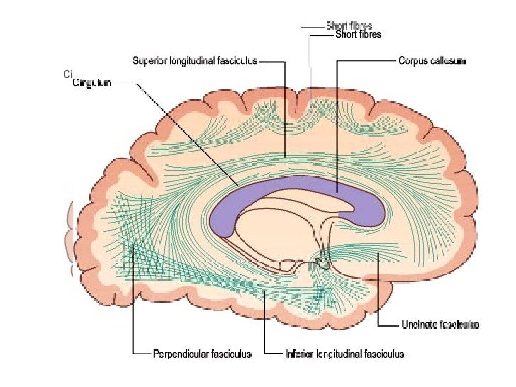 Cerebrum internal features by DR.ARSHAD