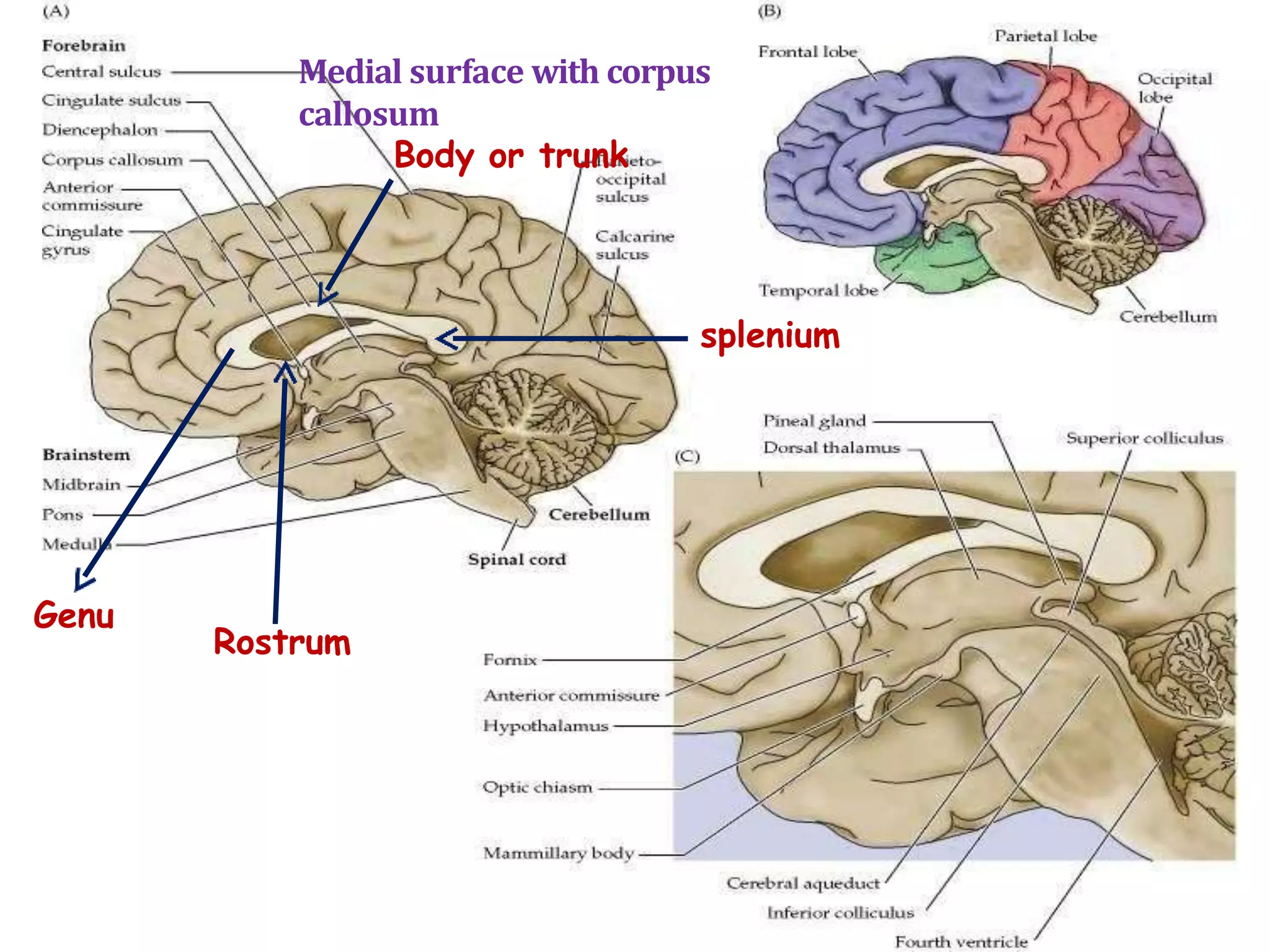 CEREBRUM-SUMMARY_1.pptx