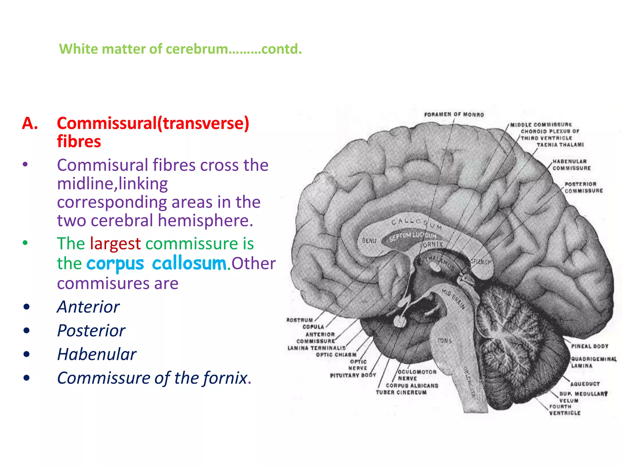 CEREBRUM-SUMMARY_1.pptx