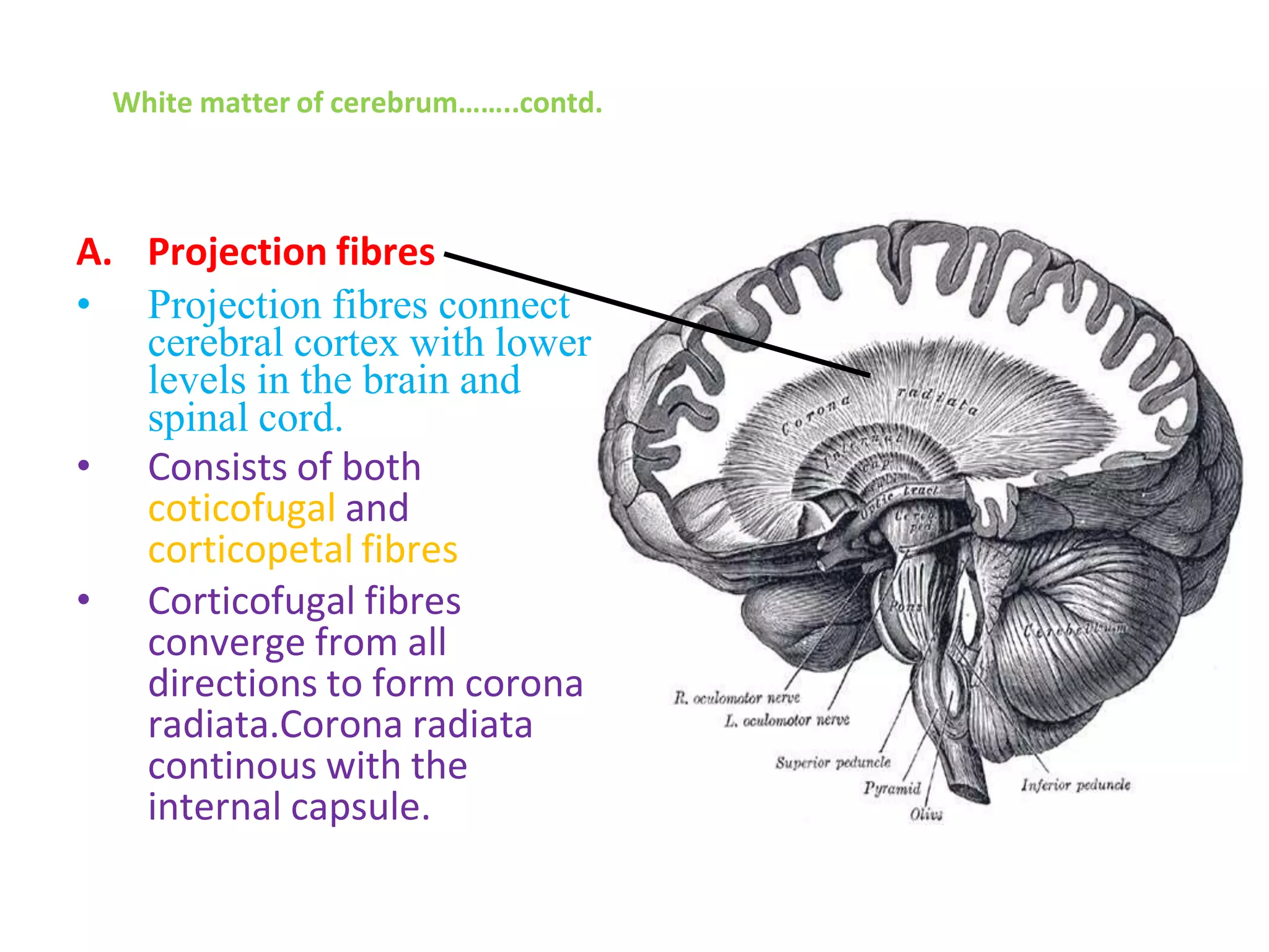 CEREBRUM-SUMMARY_1.pptx