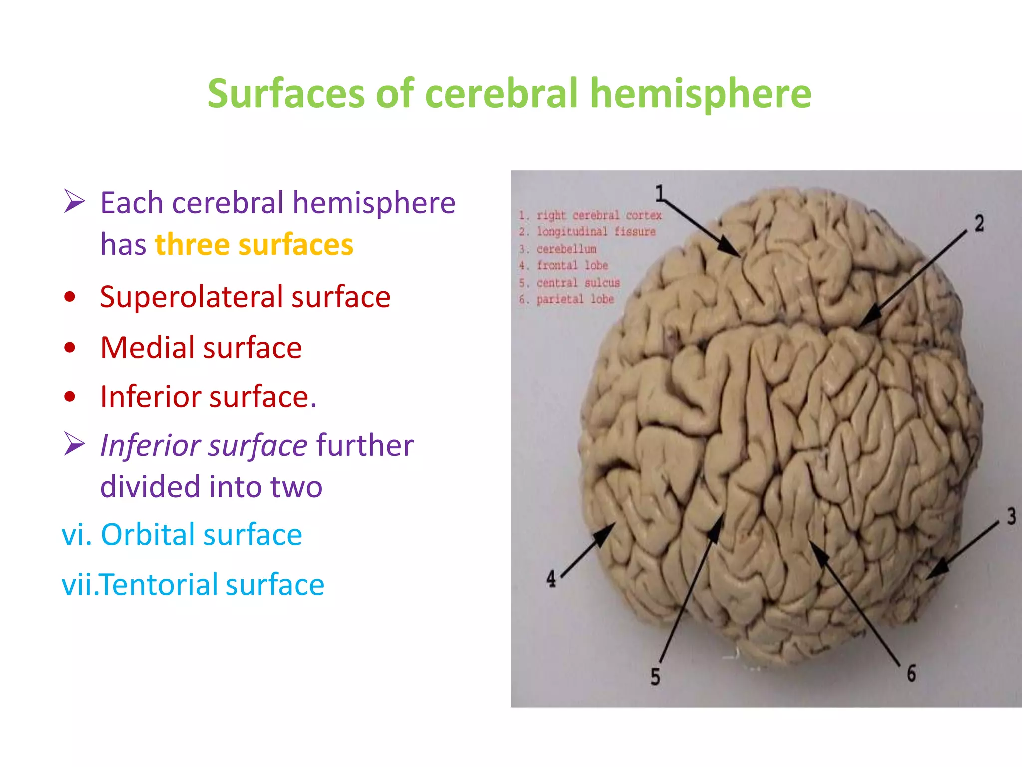 CEREBRUM-SUMMARY_1.pptx