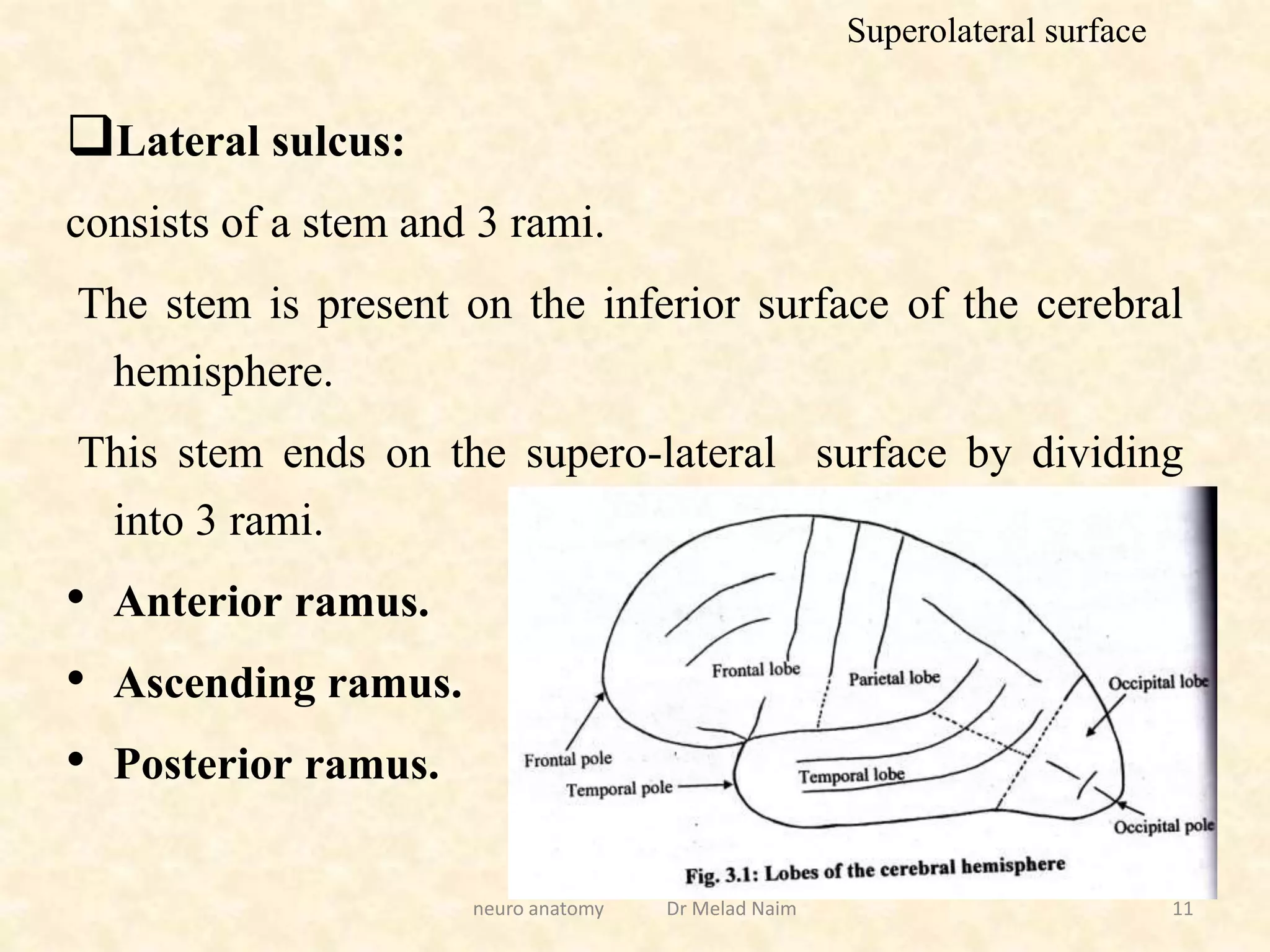 Cerebrum 1 superolateral surface final | PPTX
