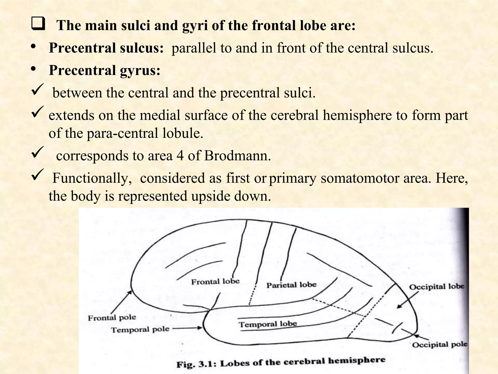 Cerebrum 1 superolateral surface final | PPTX
