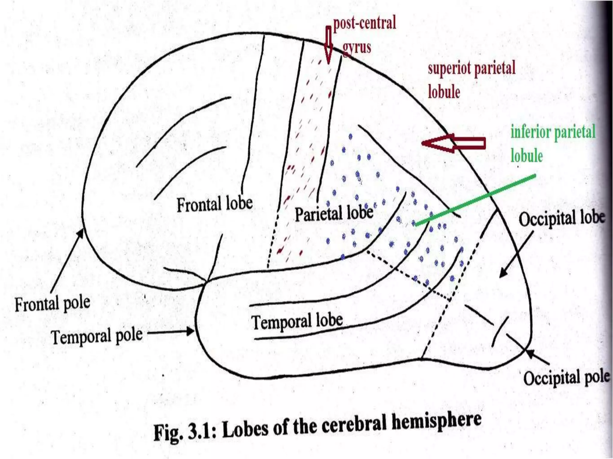 Cerebrum 1 superolateral surface final | PPTX