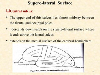 Cerebrum 1 superolateral surface final | PPTX