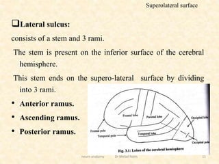 Cerebrum 1 superolateral surface final | PPTX