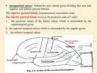 Cerebrum 1 superolateral surface final | PPTX
