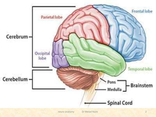 Cerebrum 1 superolateral surface final | PPTX | Brain and Nervous ...