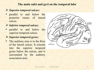 Cerebrum 1 superolateral surface final | PPTX